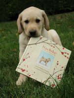 Hachiko - Pamela S. Turner